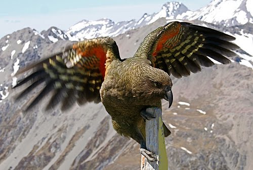 Naturally Wild: Kea Conservation Sunday July 25 1.30pm