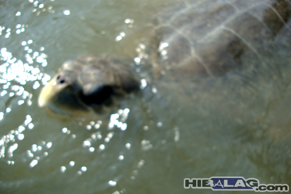 Liking endangered sea-turtle: Pawikan nesting sanctuary a visit - Hibalag