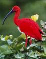 Arney's Scholars: THE SCARLET IBIS: Symbolism & Theme