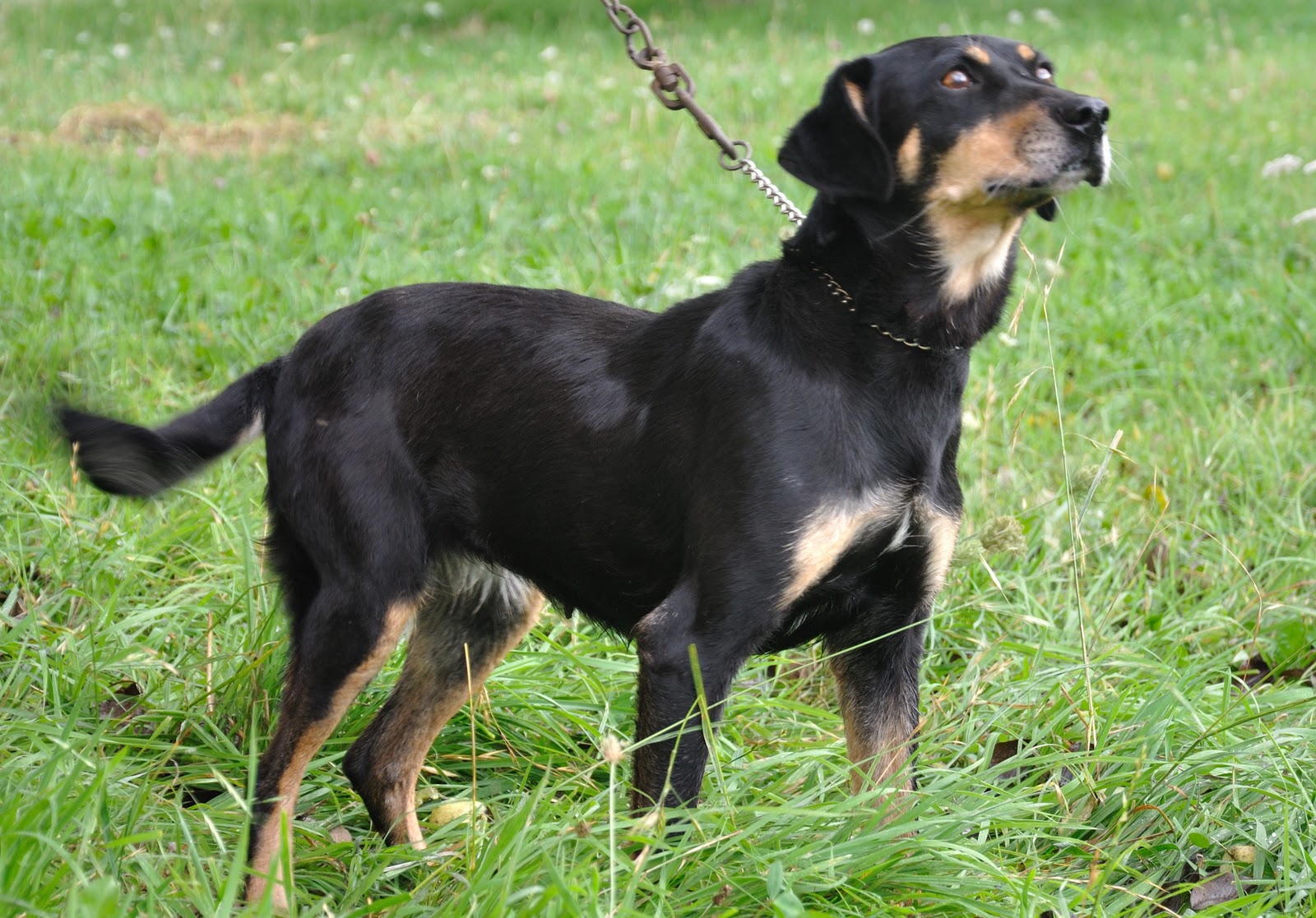 Imagenes perros negros - Imagui