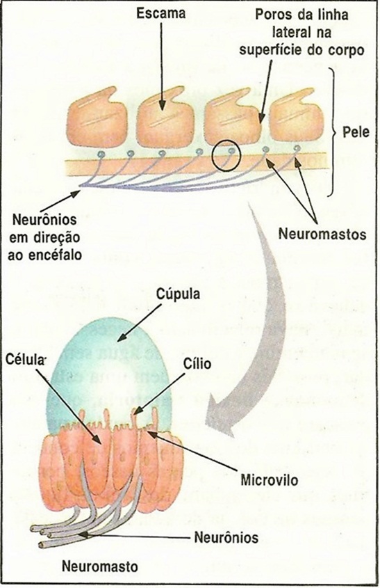 Peixes: Condrictes