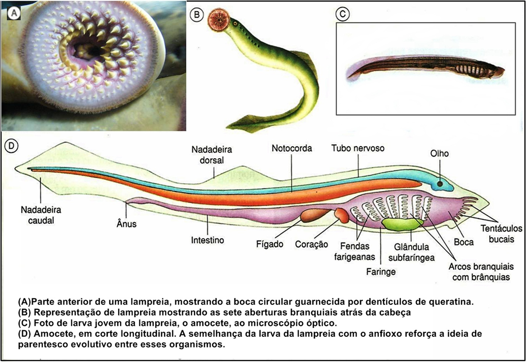 Peixes: Ágnatos ou Ciclóstomos