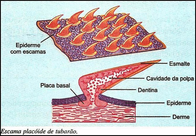 Peixes: * Anatomia Interna