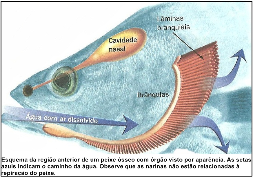 Peixes: * Anatomia Interna