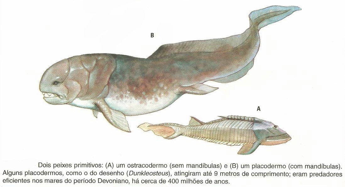 Peixes: Evolução