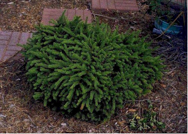 Heritage Nursery West: EVERGREEN SHRUBS