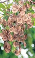 Interesting Green: Truth About S'pore Trees