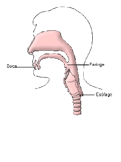 fisioterapia: • FARINGE