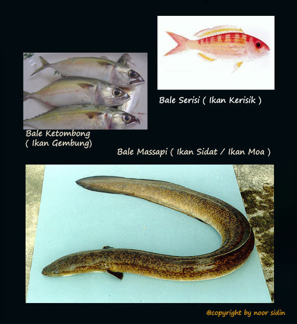 PASSOMPE: * "Intermezo" Beberapa Nama Ikan dalam Bahasa Bugis