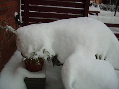 Fattig dam gör så gott hon kan men dansar f*n....: LITE ROLIGA ...