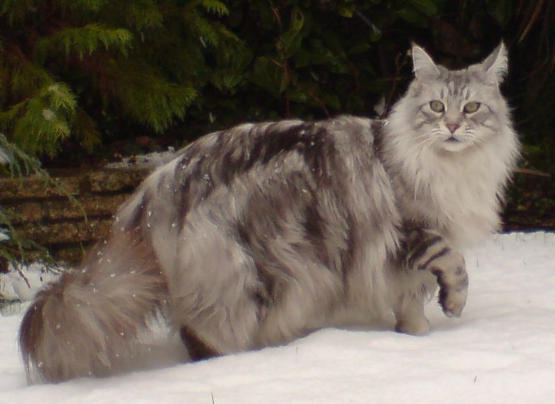 TOMKUU: Maine Coon - Kucing Raksaksa