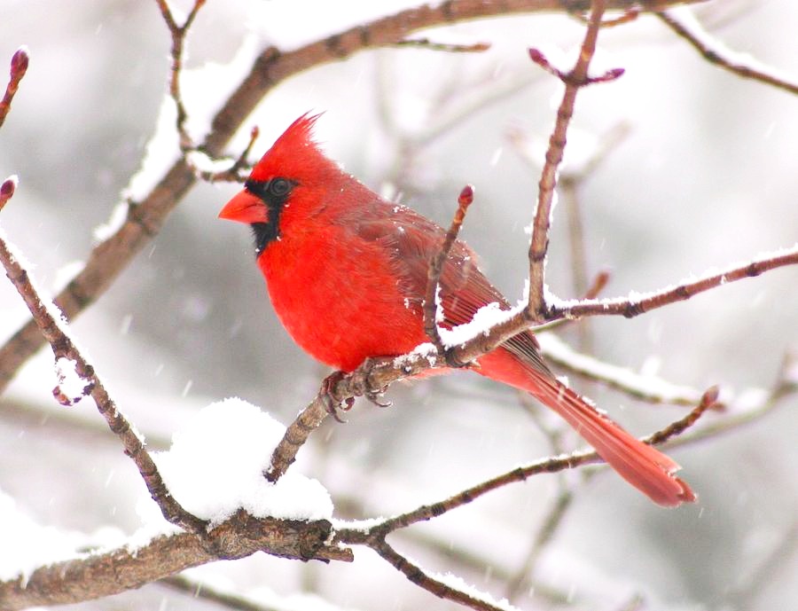 Ultra Black: The Cardinals.
