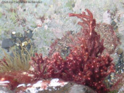 Flora de fuerteventura: Galaxaura rugosa