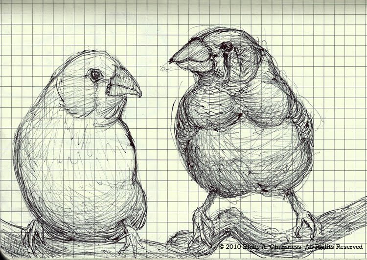 Blake A. Chamness: Break Birds