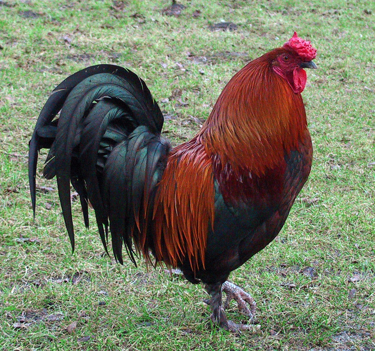 Piet Schellekens: 56. De kersthaan van opa.