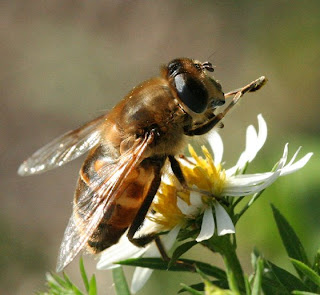 Audubon South Carolina: Maggot Mystery