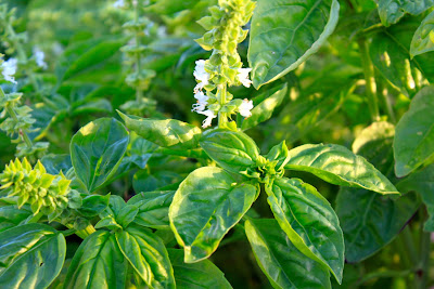 Rustic Italian - Sharing the Tuscan Tradition with Family and Friends ...