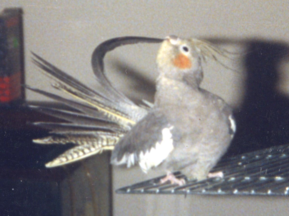 Parrot Blog ParrotPressNews : Cockatiel with Dry Itchy Skin
