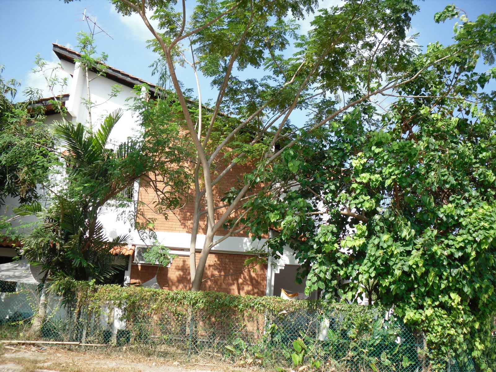 My Silverpen: THE MIRACLE TREE OR MORINGA OLEIFERA