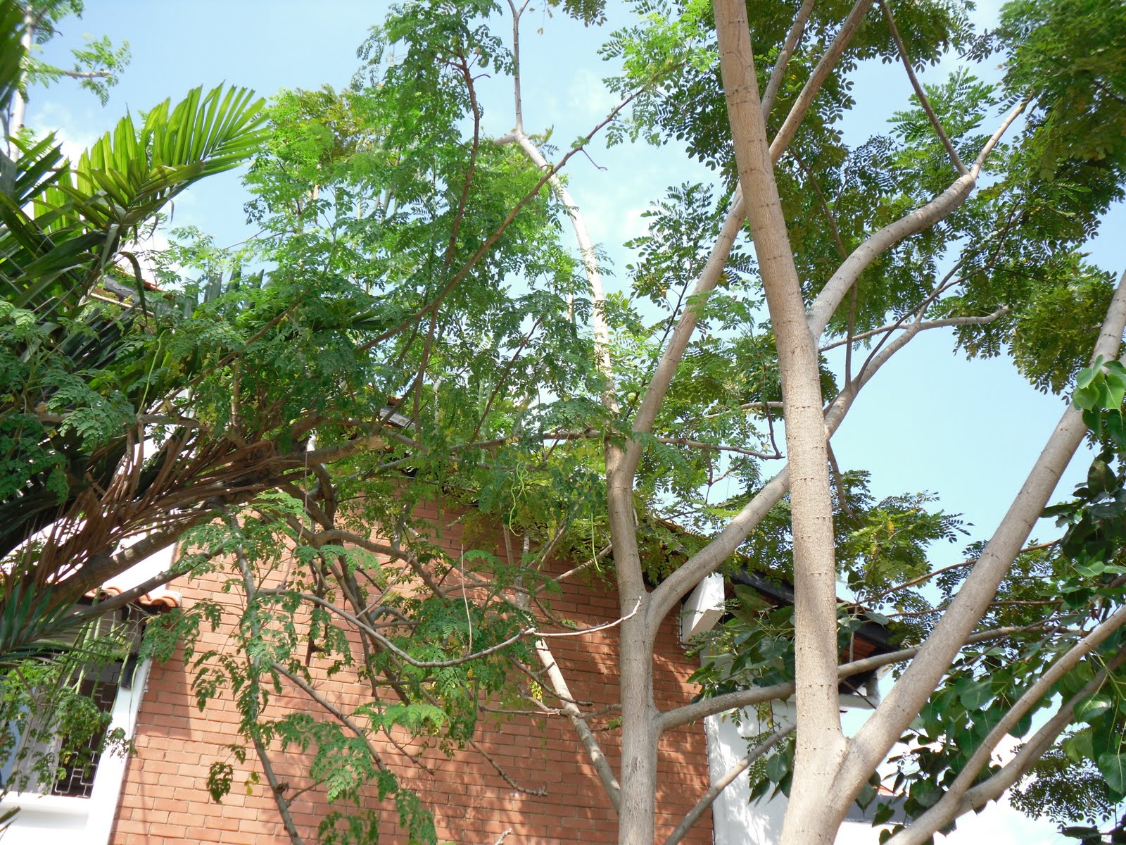 My Silverpen: THE MIRACLE TREE OR MORINGA OLEIFERA