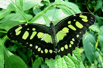 Un Mundo Animal*•.¸: UN MUNDO DE MARIPOSAS.