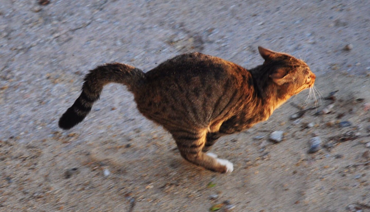 Lamma delights: Lamma delights 99 - birds, sunset