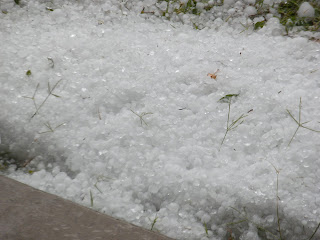 A little lovely: Today's Weather sunny with a 100% Hail storm?