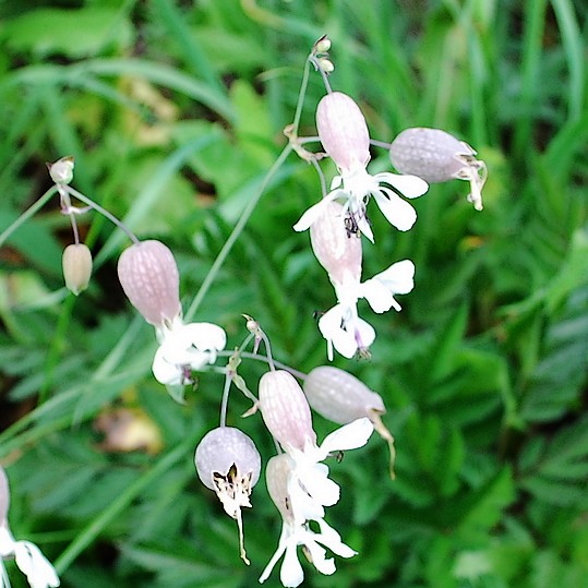 Flore sauvage en Suisse (et Jardins botaniques): SILENE VULGARIS ...