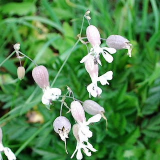 Flore sauvage en Suisse (et Jardins botaniques): SILENE VULGARIS ...