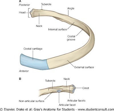 PPT - Bone Markings PowerPoint Presentation - ID:3346559