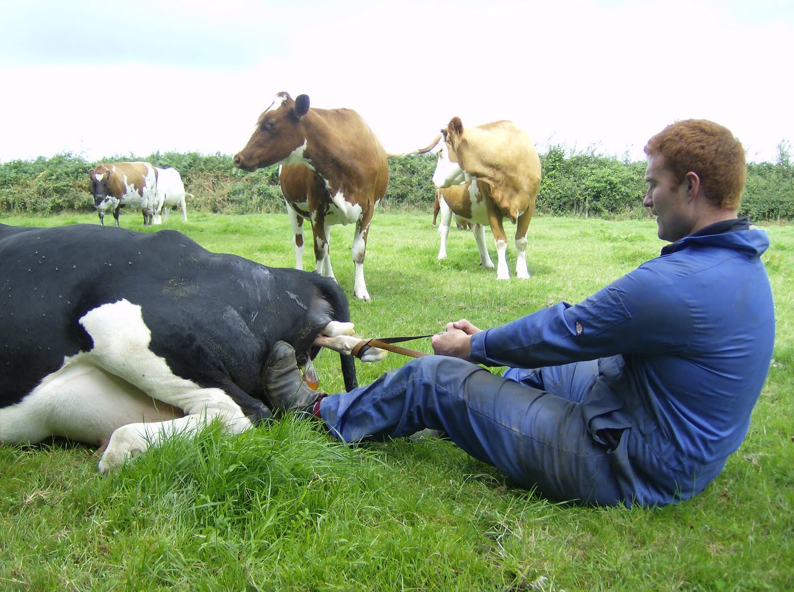 Life on a Welsh Farm: Calving Time, Puppies New Homes