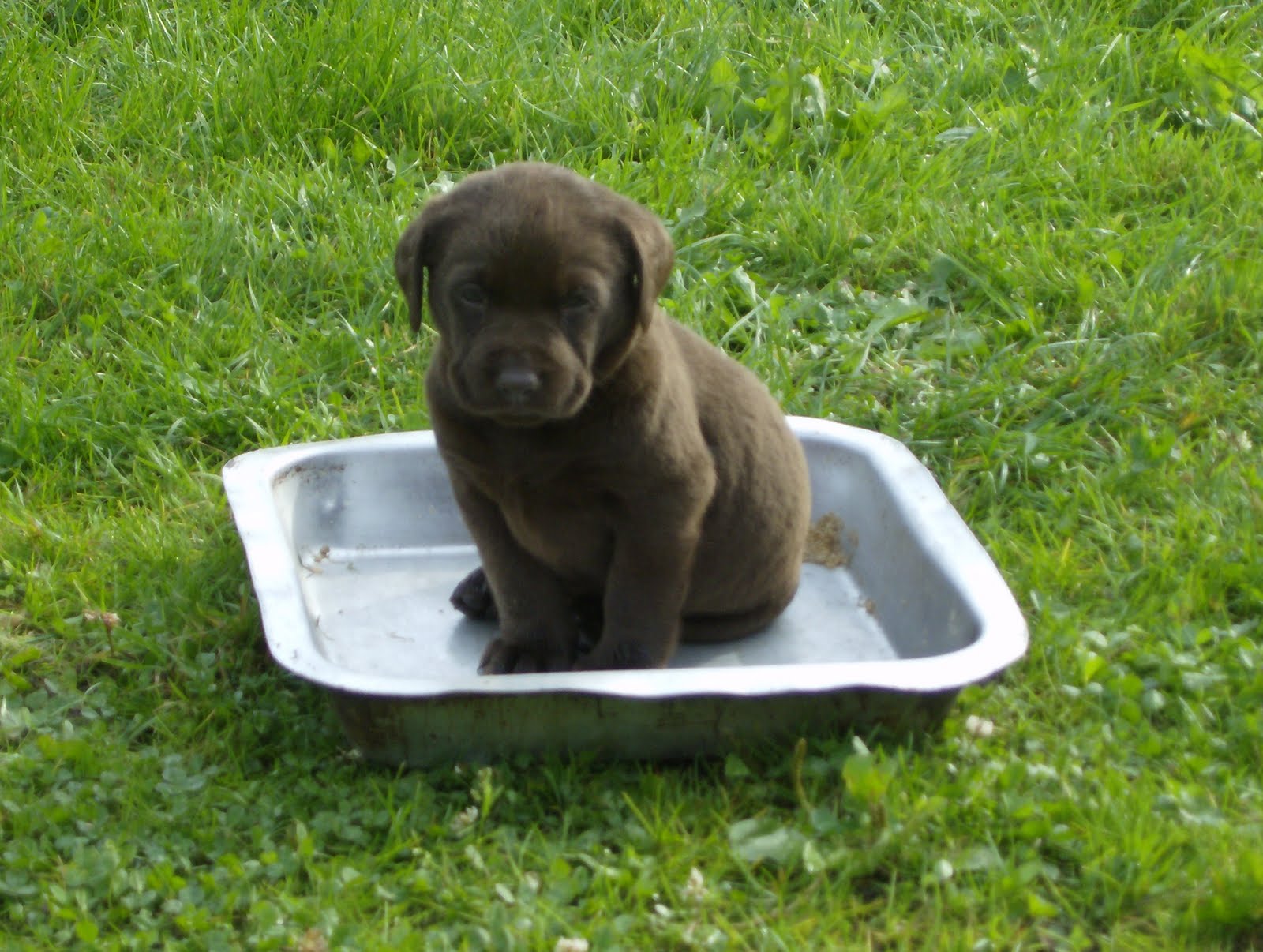 Life on a Welsh Farm: Chunky Chocolate Lab