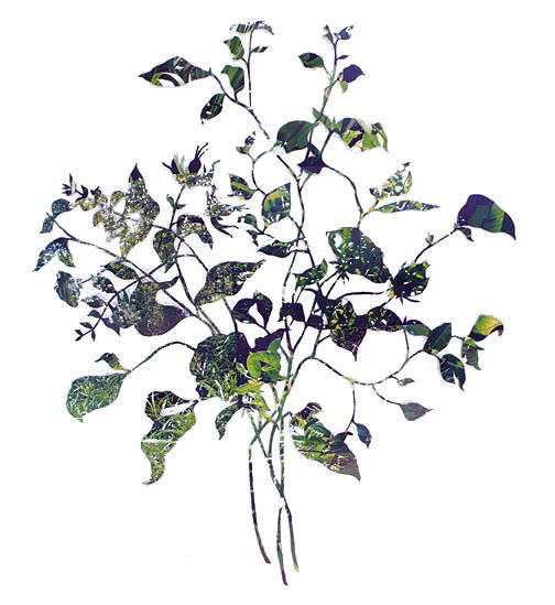 SWEET + LUSH: Artist Love: Waddy Armstrong