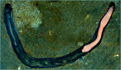 Phylum Echiura: Classification