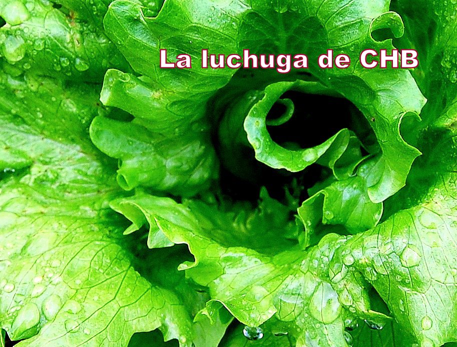 Aquí Estamos Blog:: LA MÁGICA Y MILAGROSA LECHUGA