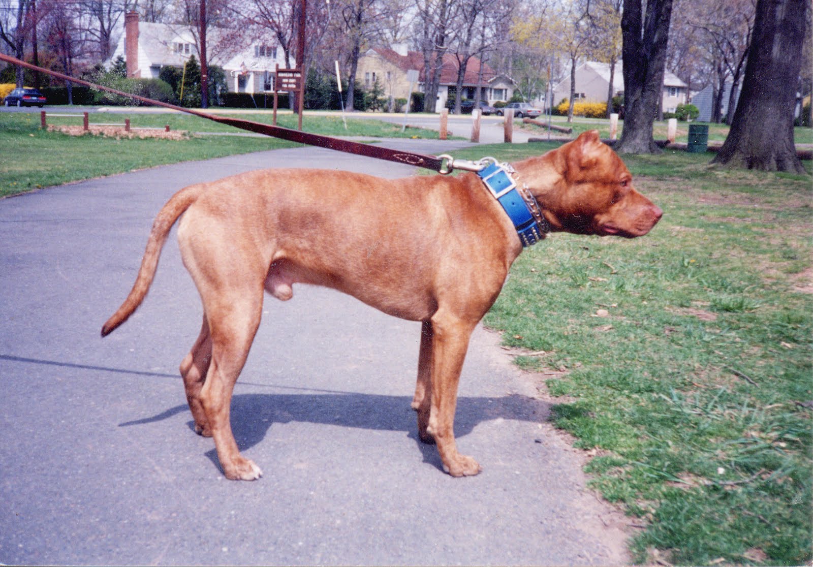 The Real Pit Bull Blog: Once upon a time, there was a website called ...