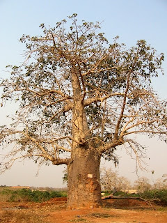 Aqui em África: Árvores - Angola