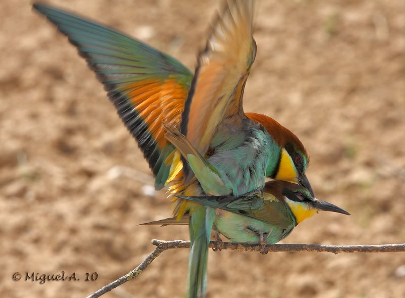 IMÁGENES DE NATURALEZA