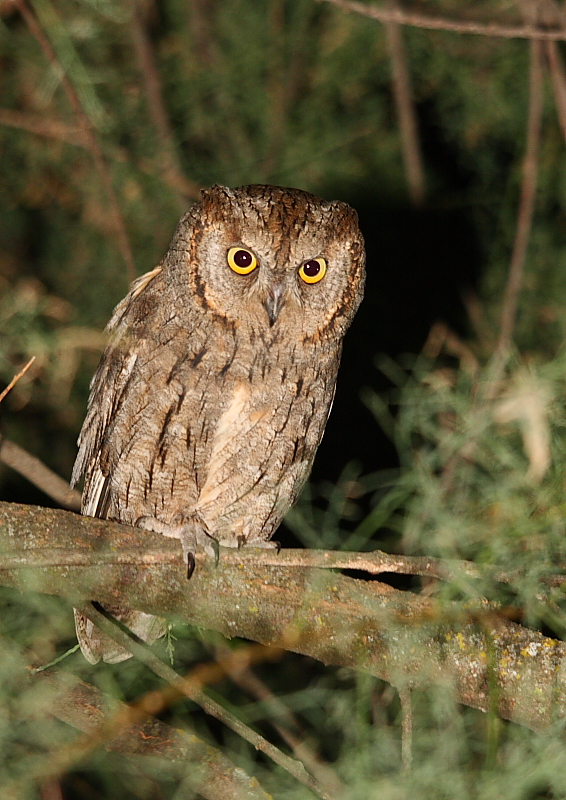 IMÁGENES DE NATURALEZA