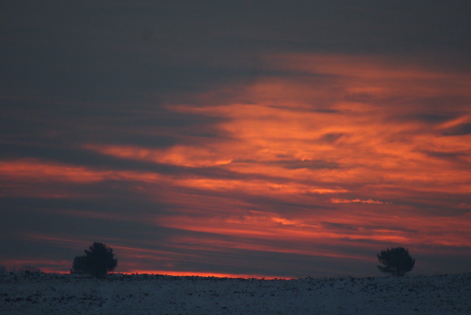 Wild & Natuur ervaringen: Winters Veluwe, Kroondomein Uddel