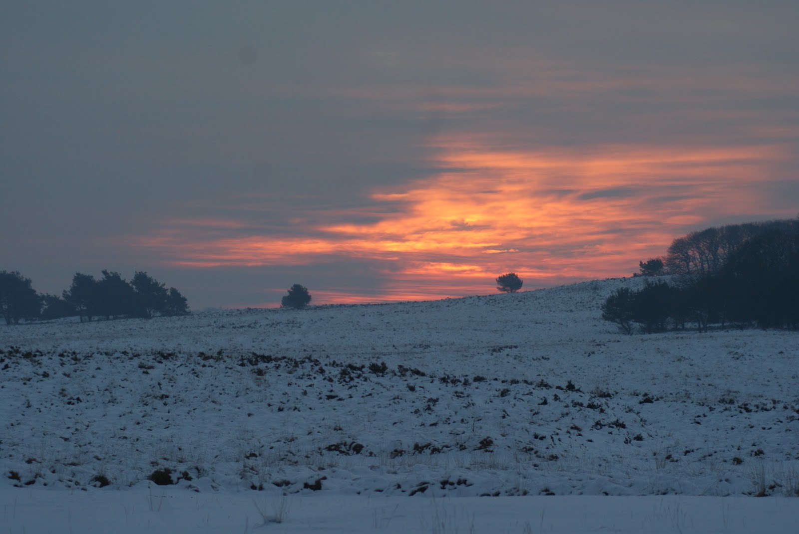 Wild & Natuur ervaringen: Winters Veluwe, Kroondomein Uddel
