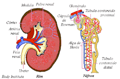 Prof.Andréia: OS RINS