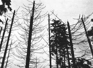 effects of acid rain: how acid rain effects trees