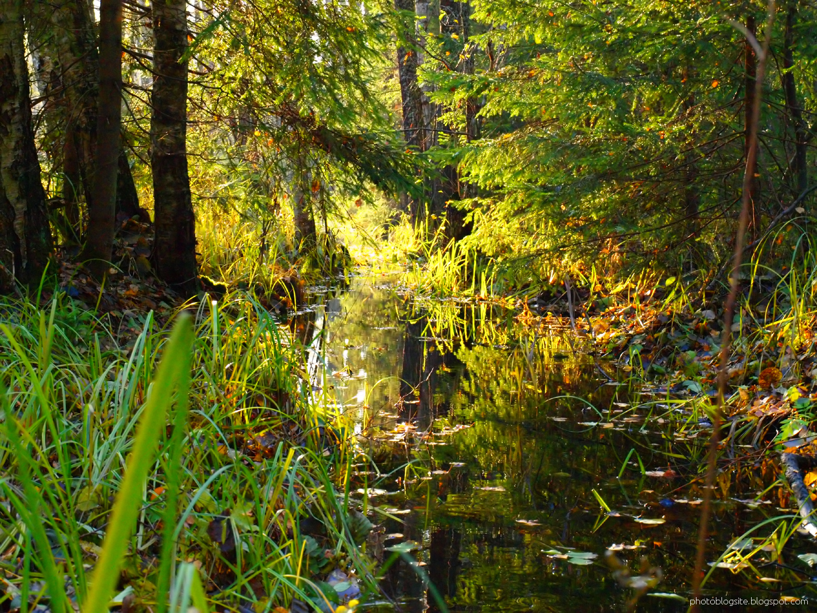 Rudens, mežs, peļķes - PhotoBlogSite