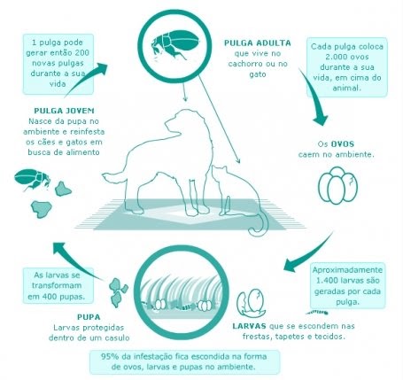 Aqui Só Entram Gatos: DAPP - Dermatite Alergica por Picada de Pulgas