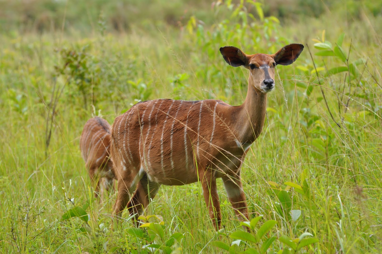 Carter & Kate: Adventures in Swaziland: Skipping to Day 4 of the ...