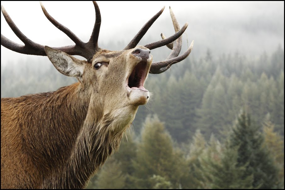 Galloway Forest Park: Roaring Stags at the Deer Range