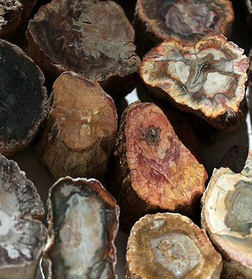 FOSIL KAYU YANG TELAH BERUBAH MENJADI BATU | FARIDA INTAN BLOG