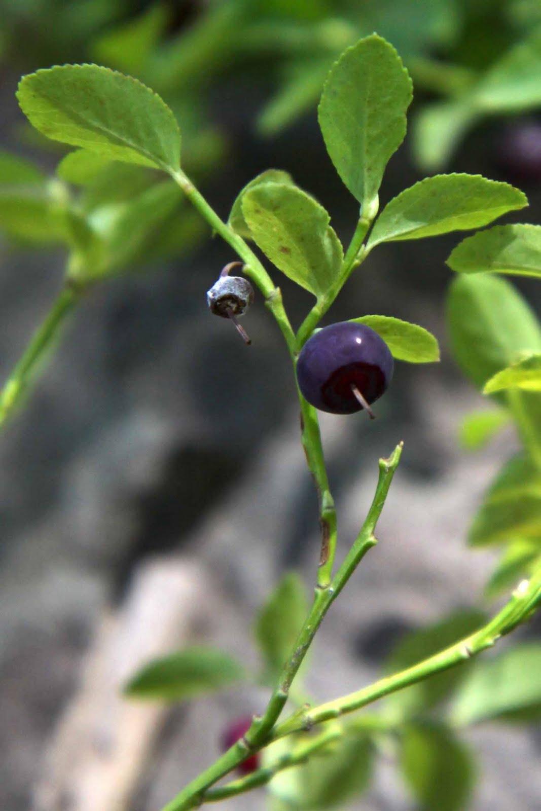 Wild About - Huckleberries