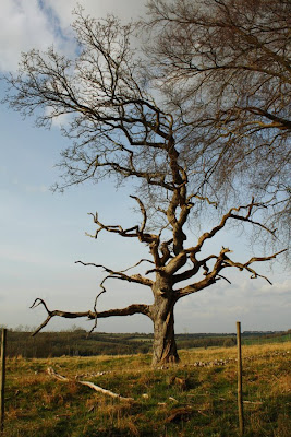 Fototastic: Horror Trees